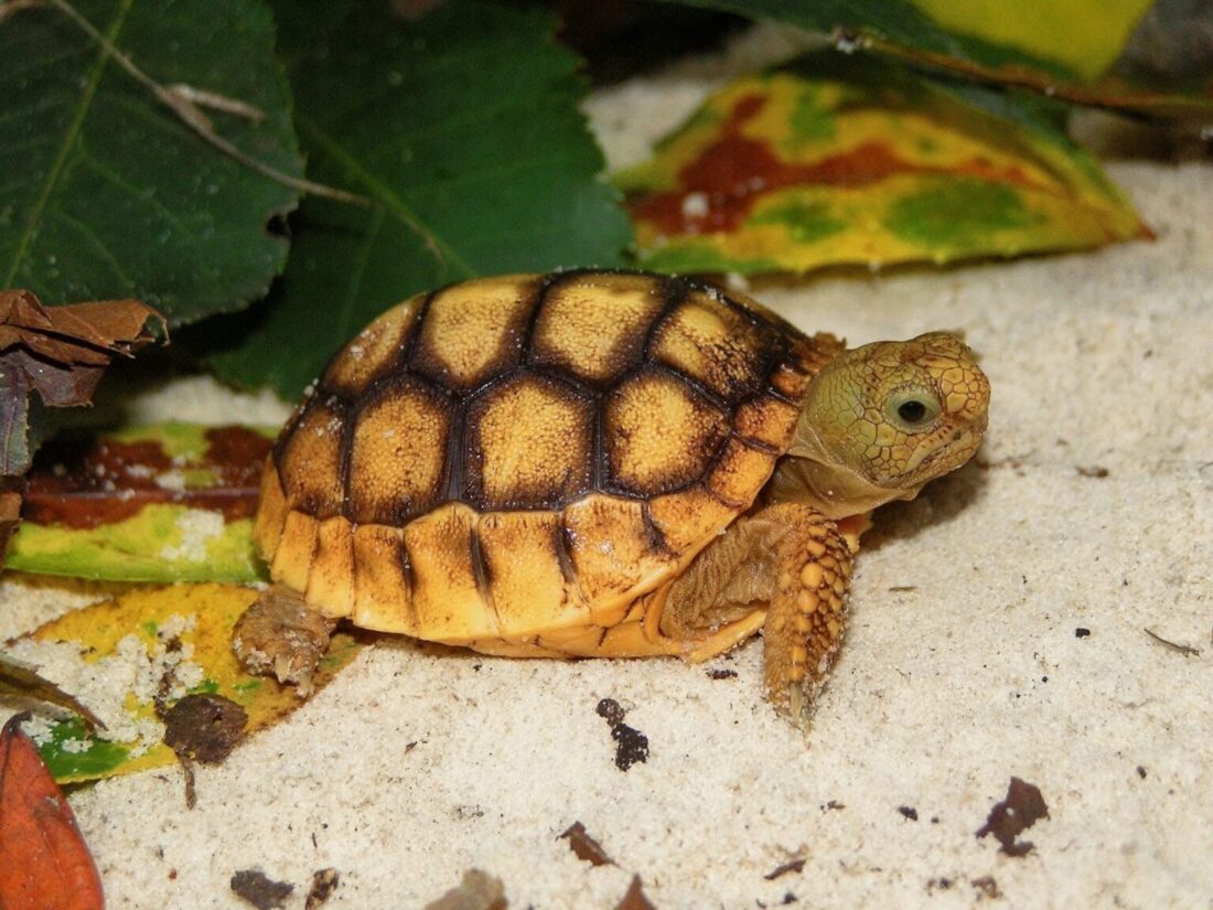 Time of year for baby gopher tortoises - SANIBEL-CAPTIVA - Island ...